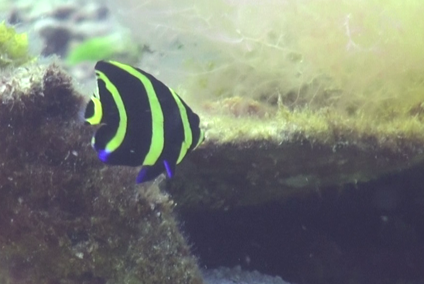 A Tale of Two Tails - Salty Endeavors